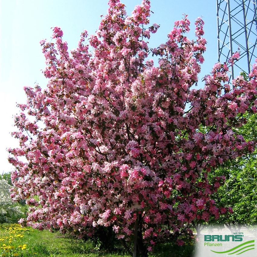 Malus 'Rudolph' von Bruns Pflanzen