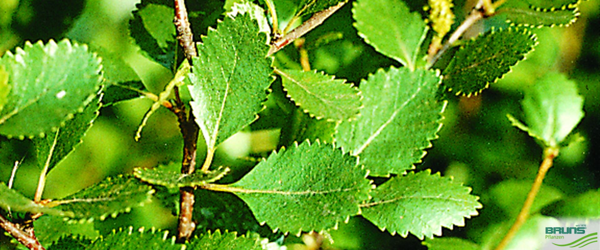 Betula humilis, Strauch-Birke von Bruns Pflanzen