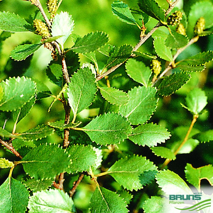 Betula humilis, Strauch-Birke von Bruns Pflanzen