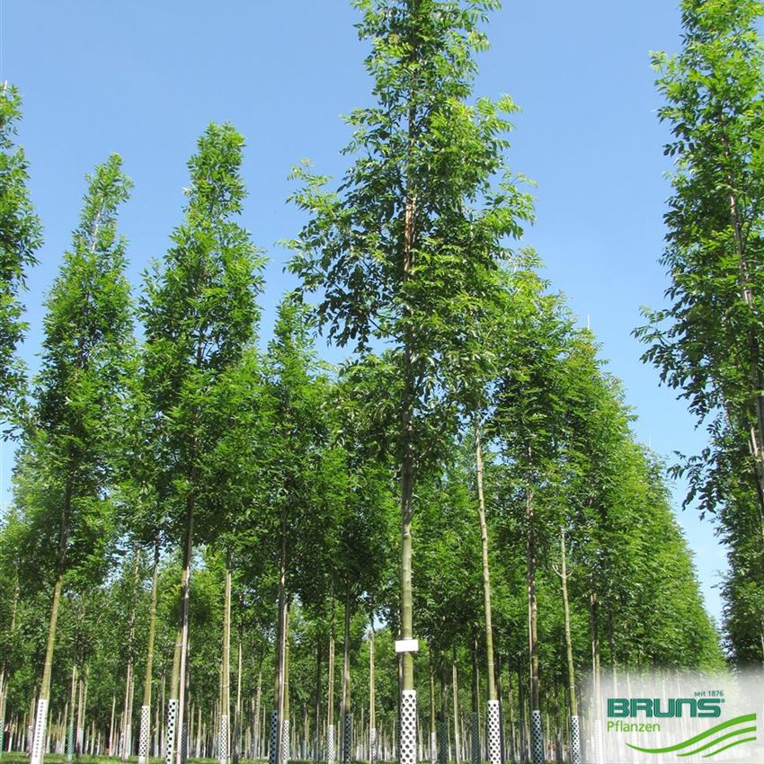 Fraxinus excelsior, Gewöhnliche Esche von Bruns Pflanzen