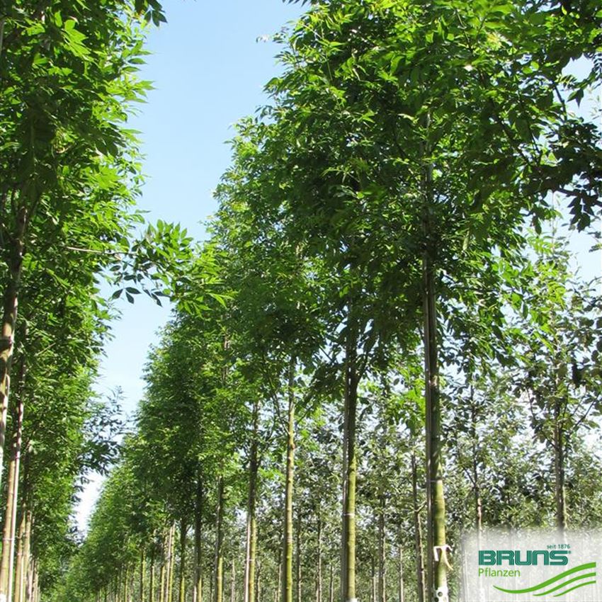 Fraxinus excelsior, Gewöhnliche Esche von Bruns Pflanzen