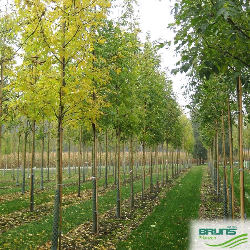 Fraxinus excelsior, Gewöhnliche Esche von Bruns Pflanzen