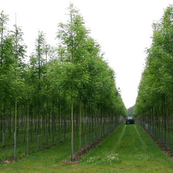 Fraxinus excelsior, Gewöhnliche Esche von Bruns Pflanzen