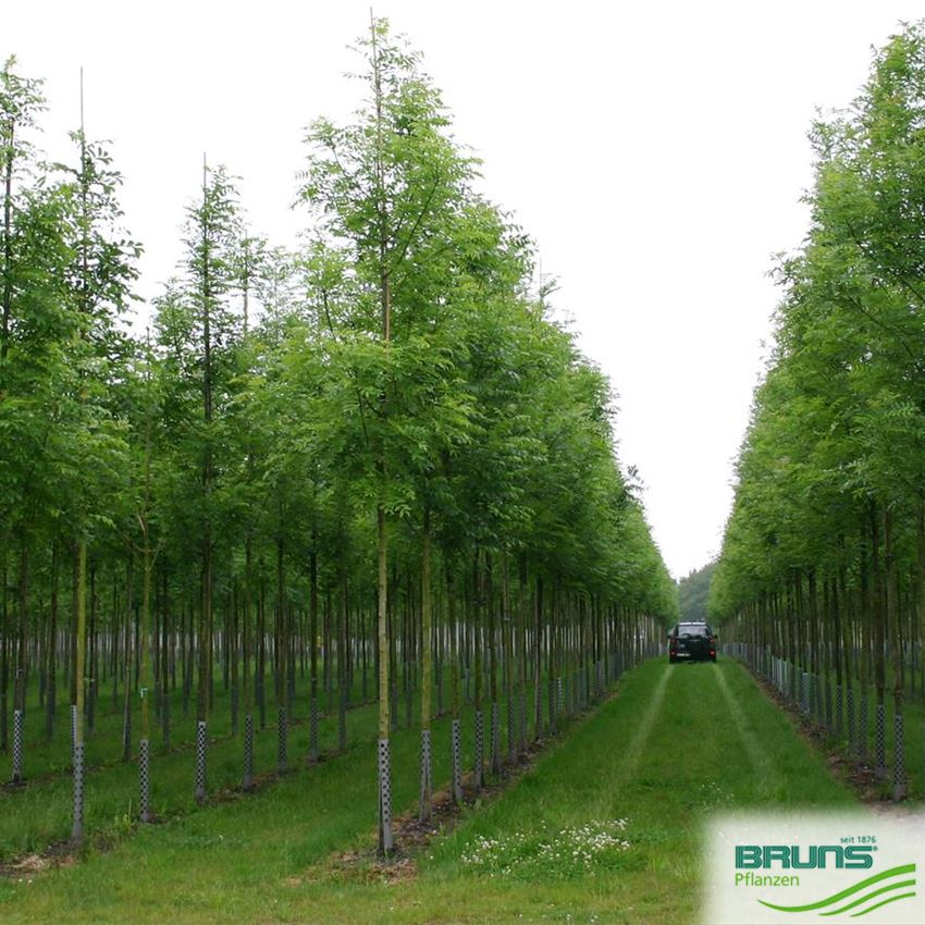 Fraxinus excelsior, Gewöhnliche Esche von Bruns Pflanzen