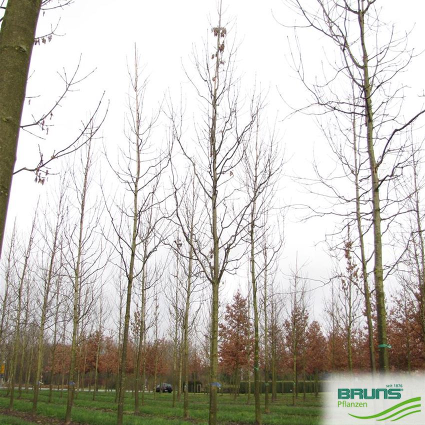 Fraxinus excelsior, Gewöhnliche Esche von Bruns Pflanzen