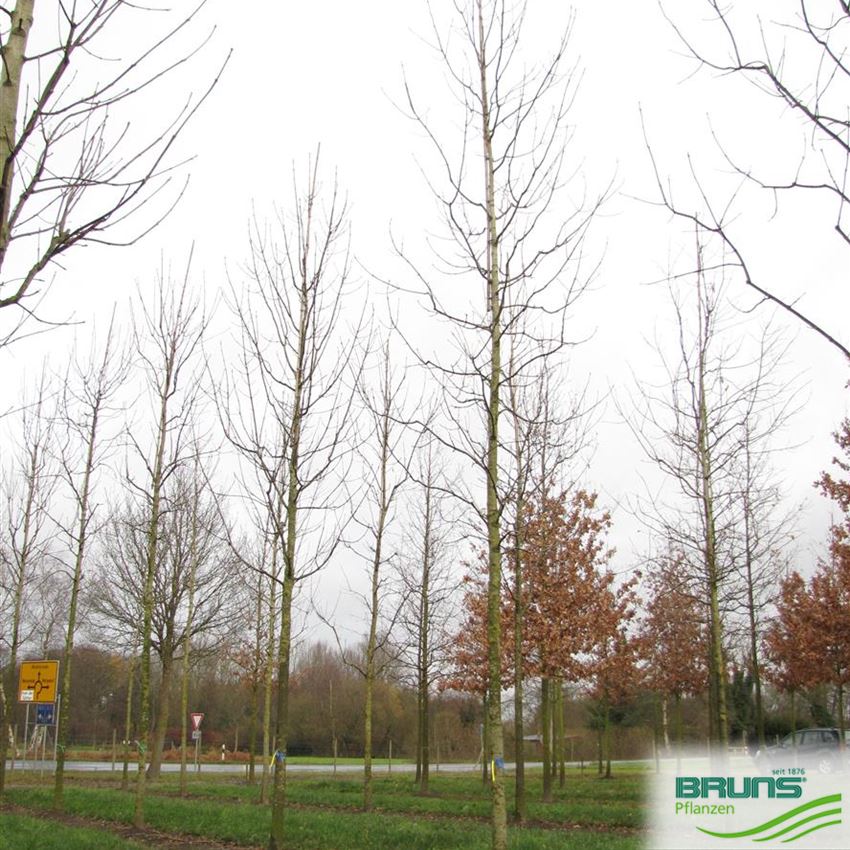 Fraxinus excelsior, Gewöhnliche Esche von Bruns Pflanzen