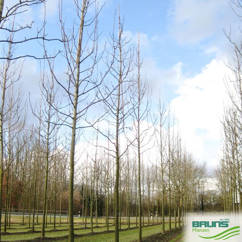 Fraxinus excelsior, Gewöhnliche Esche von Bruns Pflanzen