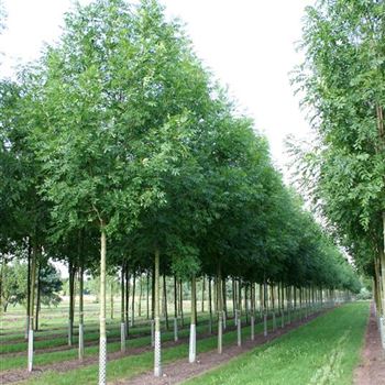 Fraxinus excelsior, Gewöhnliche Esche von Bruns Pflanzen