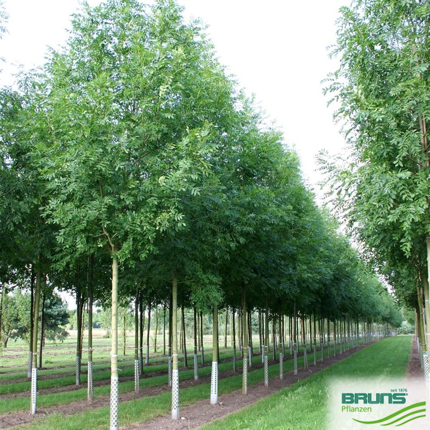 Fraxinus excelsior, Gewöhnliche Esche von Bruns Pflanzen