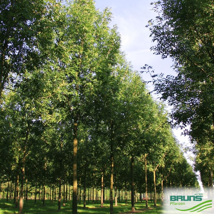 Fraxinus excelsior, Gewöhnliche Esche von Bruns Pflanzen