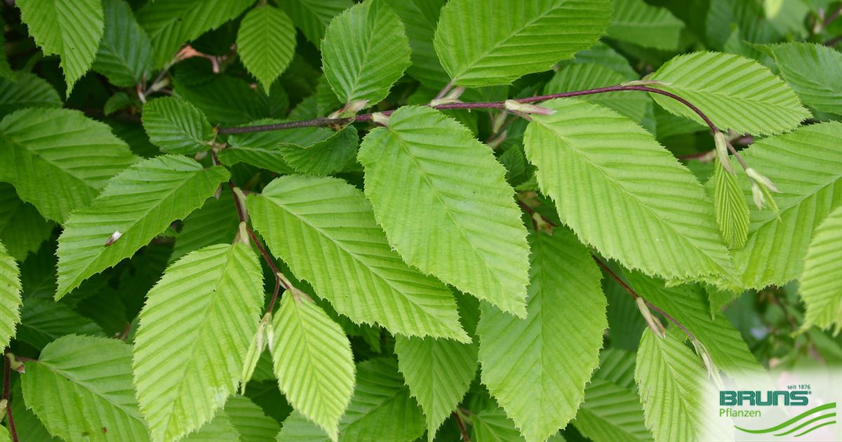 Carpinus betulus, Hainbuche von Bruns Pflanzen