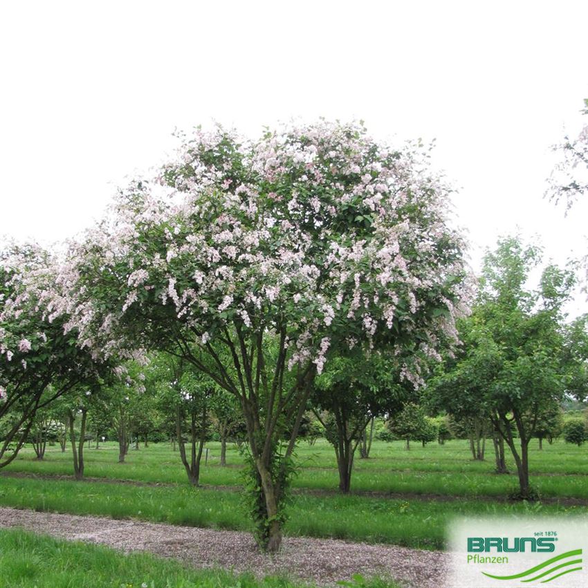 Syringa reflexa von Bruns Pflanzen