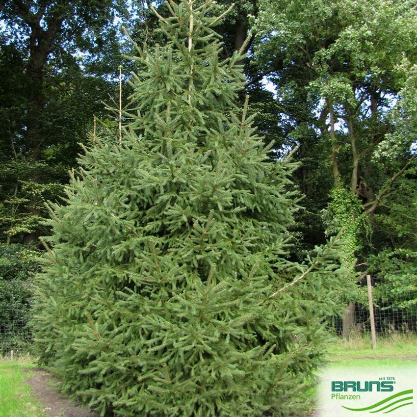 Picea abies, Fichte, Rotfichte von Bruns Pflanzen