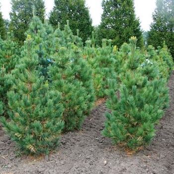Pinus cembra, arolle, pin cembro von Bruns Pflanzen