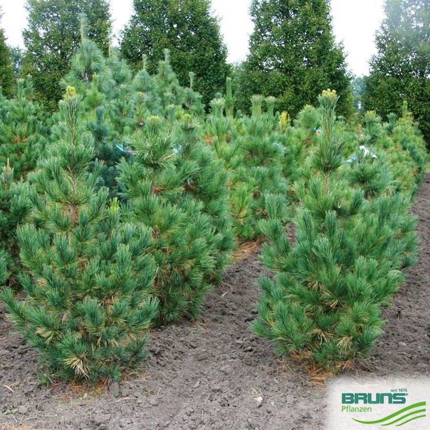 Pinus cembra, Zirbel-Kiefer, Arve von Bruns Pflanzen