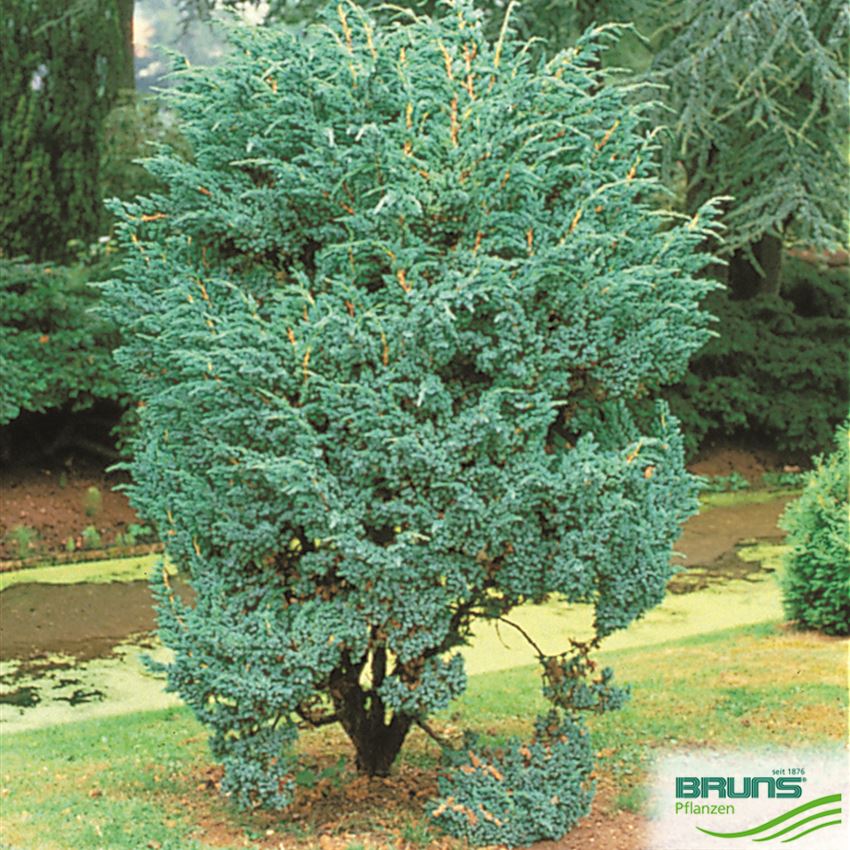 Juniperus squamata 'Meyeri', Blauzeder-Wacholder von Bruns Pflanzen