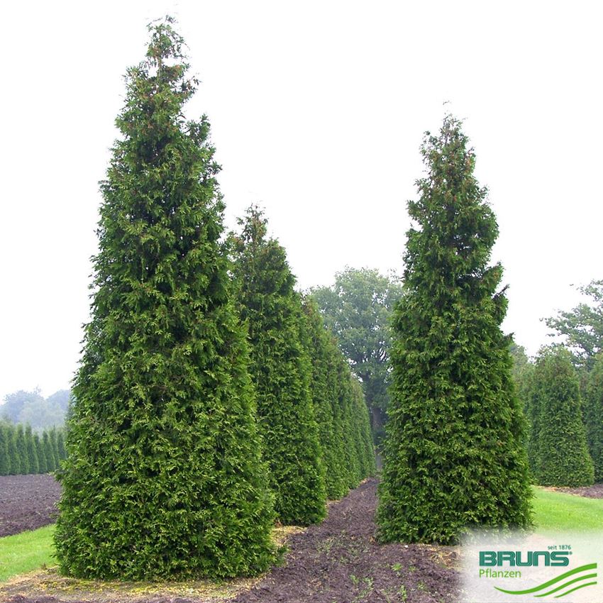 Thuja plicata 'Aurescens' von Bruns Pflanzen