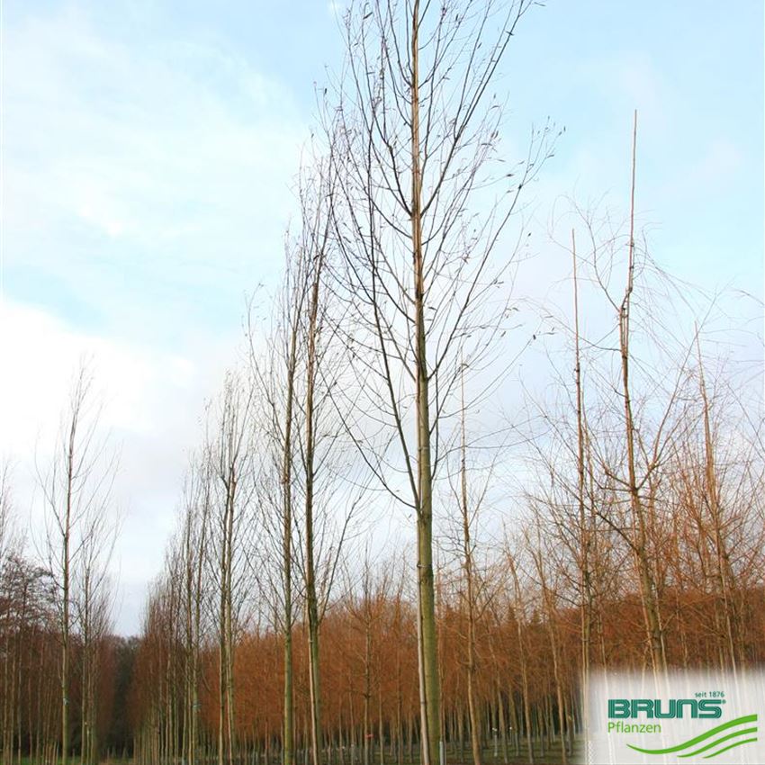 Salix alba 'Belders' von Bruns Pflanzen