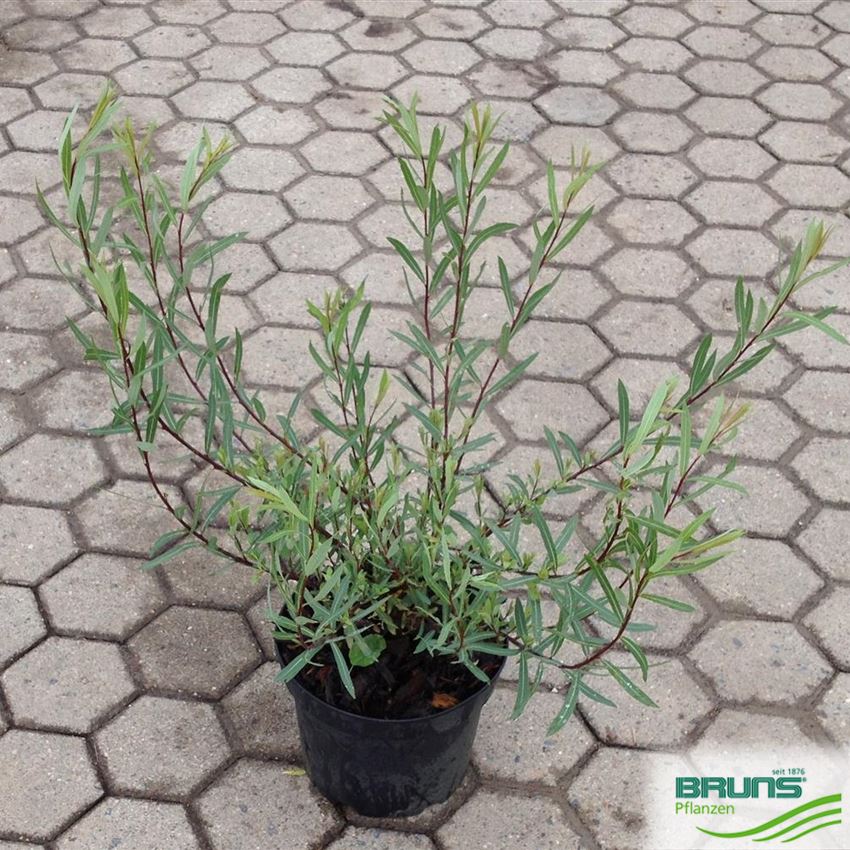 Salix purpurea 'Nana', Kugel-Weide, Zwerg-Purpur-Weide von Bruns Pflanzen