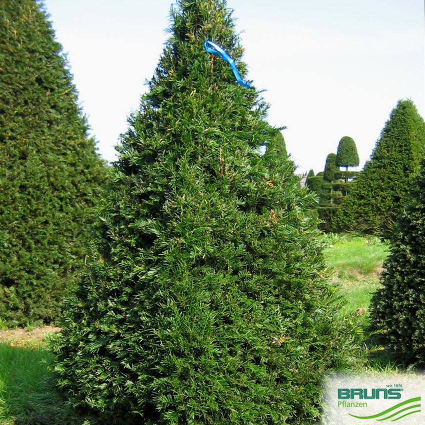 Taxus baccata, Gewöhnliche Eibe von Bruns Pflanzen
