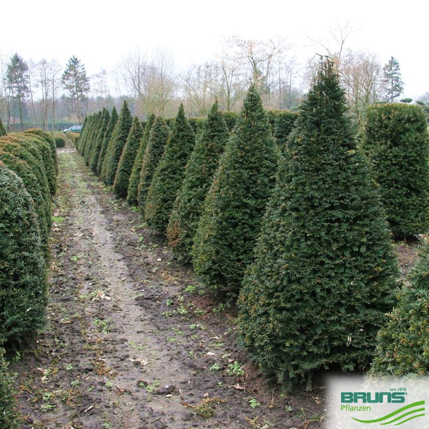 Taxus baccata, Gewöhnliche Eibe von Bruns Pflanzen