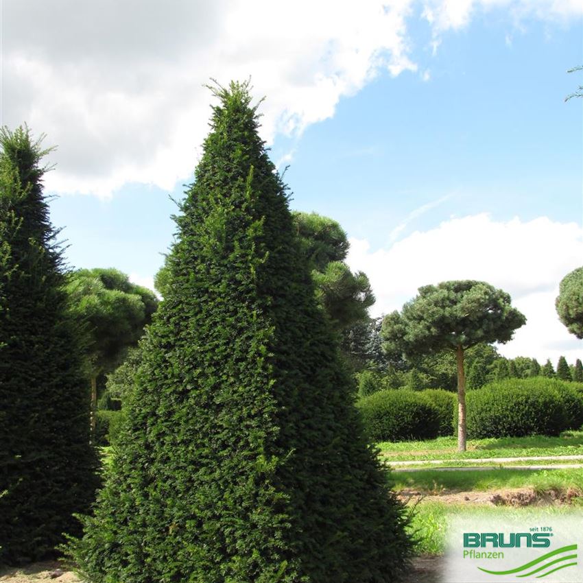 Taxus baccata, Gewöhnliche Eibe von Bruns Pflanzen
