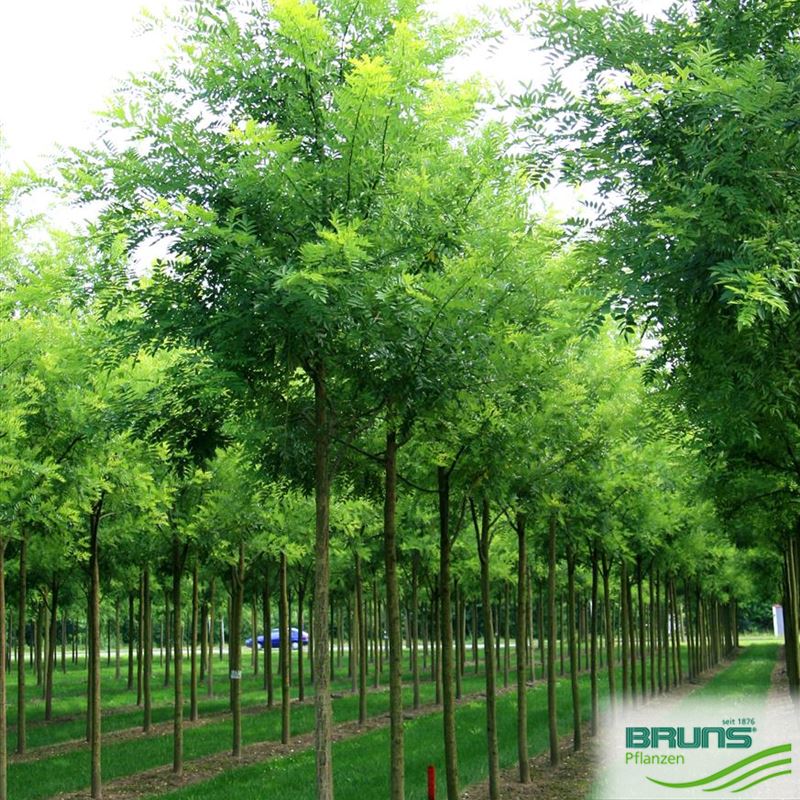 Sophora Japonica Regent