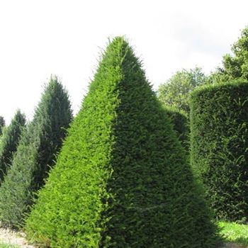Taxus baccata, Gewöhnliche Eibe von Bruns Pflanzen
