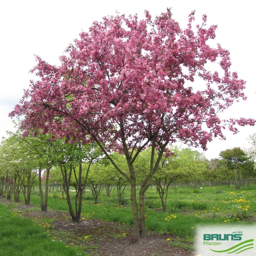 Malus 'Rudolph' von Bruns Pflanzen