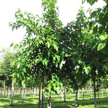 Morus alba, Weißer Maulbeerbaum von Bruns Pflanzen