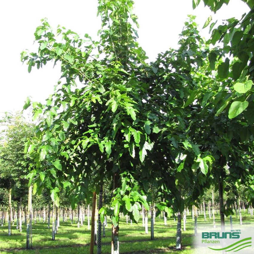 Morus alba, Weißer Maulbeerbaum von Bruns Pflanzen