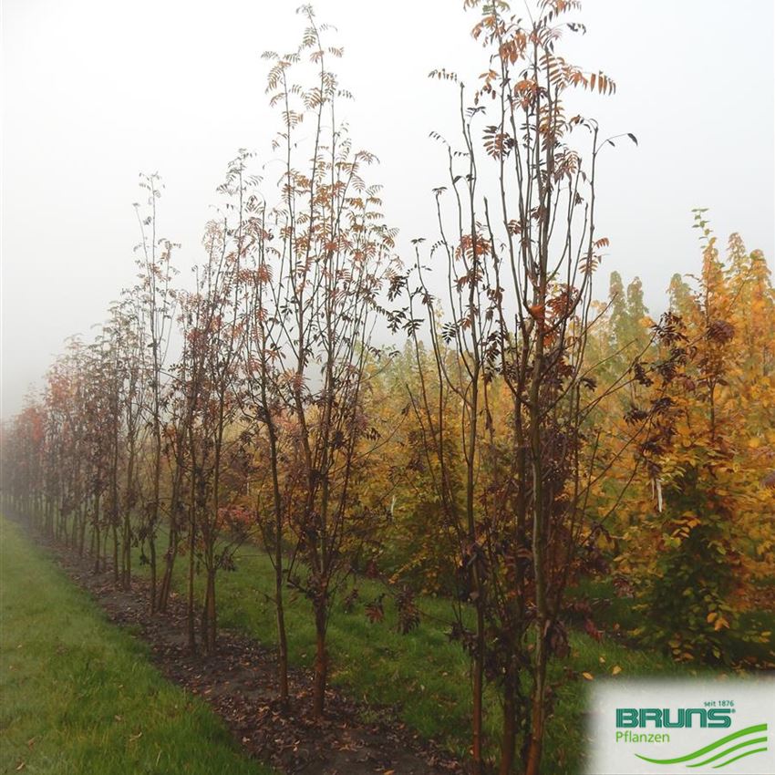 Sorbus aucuparia, Mountain ash, rowan von Bruns Pflanzen