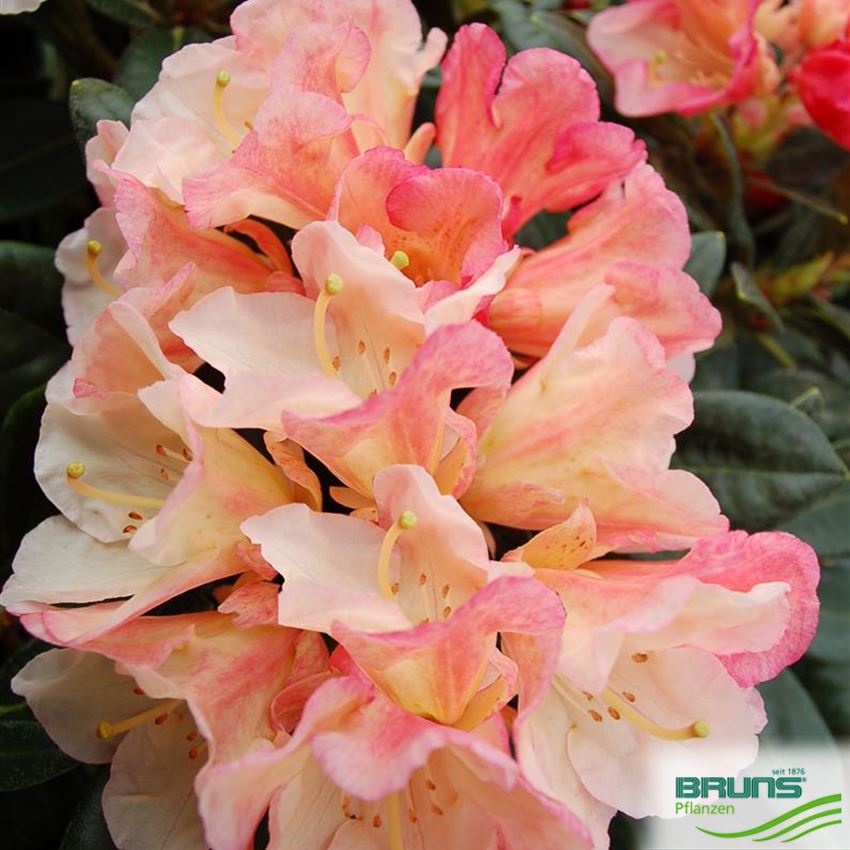 Rhododendron 'Aureolin' von Bruns Pflanzen