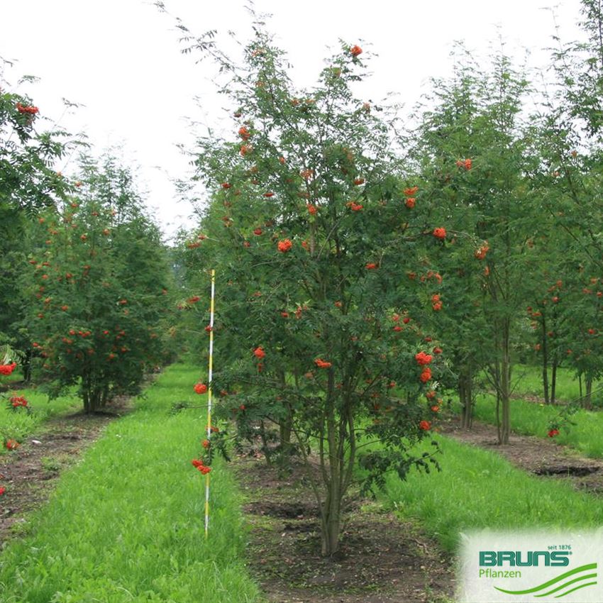 Sorbus aucuparia, Mountain ash, rowan von Bruns Pflanzen