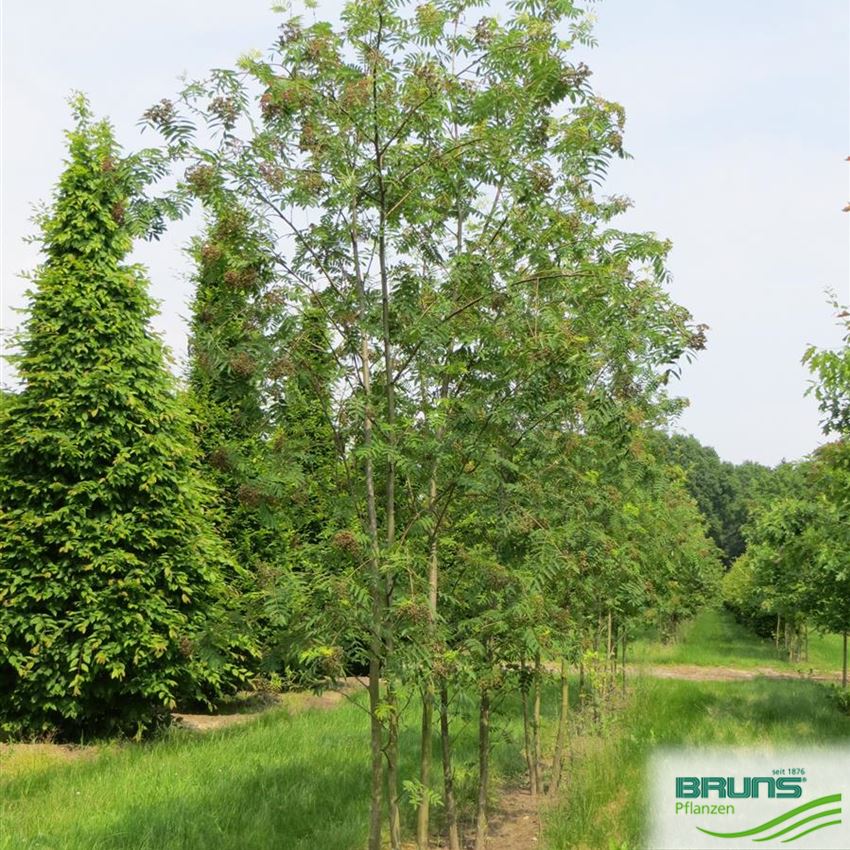 Sorbus aucuparia, Mountain ash, rowan von Bruns Pflanzen