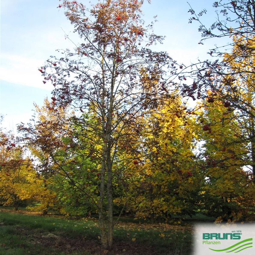 Sorbus aucuparia, Mountain ash, rowan von Bruns Pflanzen