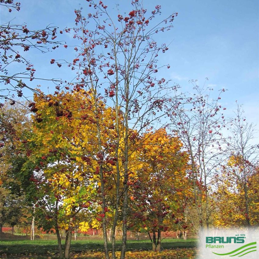Sorbus aucuparia, Mountain ash, rowan von Bruns Pflanzen
