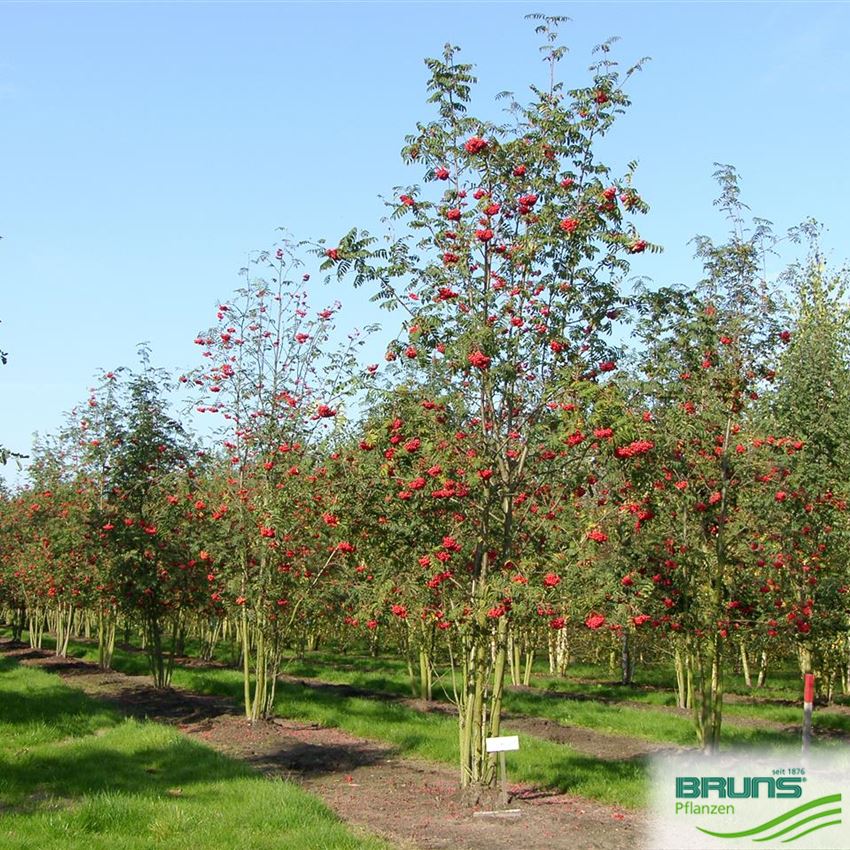 Sorbus aucuparia, Mountain ash, rowan von Bruns Pflanzen