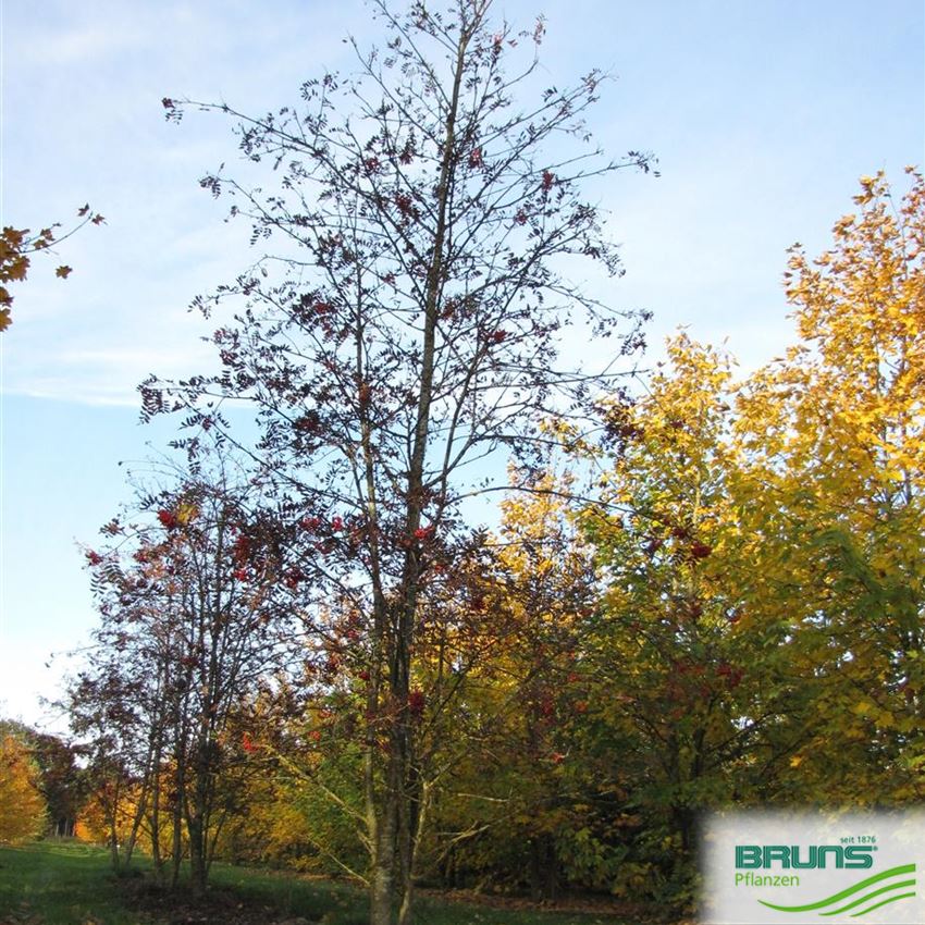 Sorbus aucuparia, Mountain ash, rowan von Bruns Pflanzen