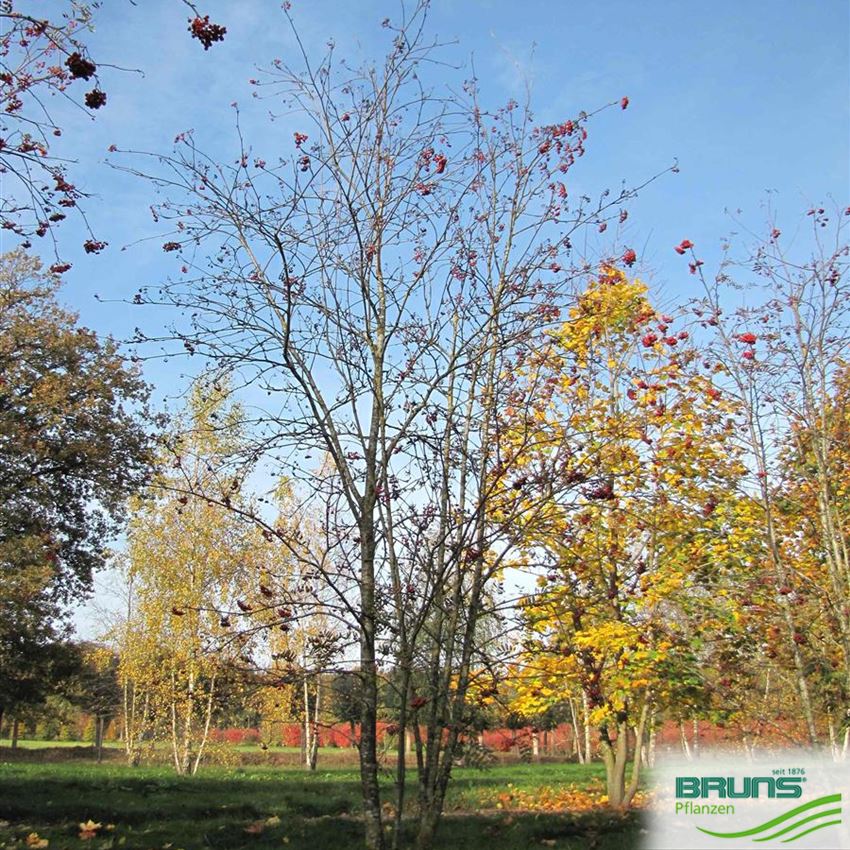 Sorbus aucuparia, Mountain ash, rowan von Bruns Pflanzen