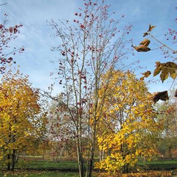 Sorbus aucuparia, Mountain ash, rowan von Bruns Pflanzen
