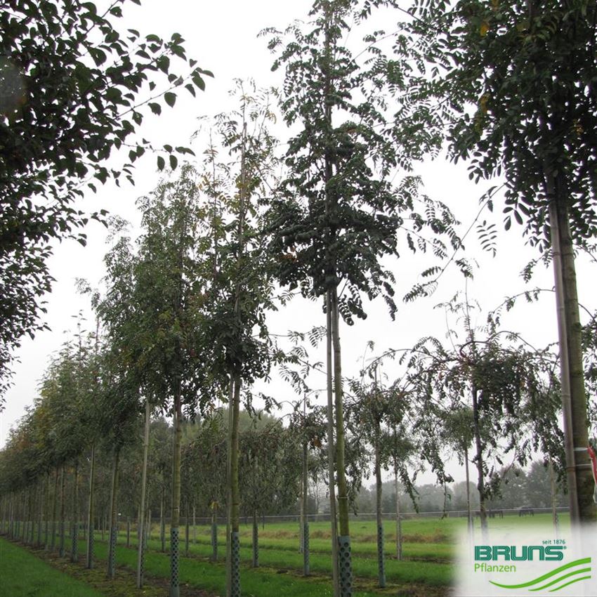 Sorbus aucuparia, Mountain ash, rowan von Bruns Pflanzen