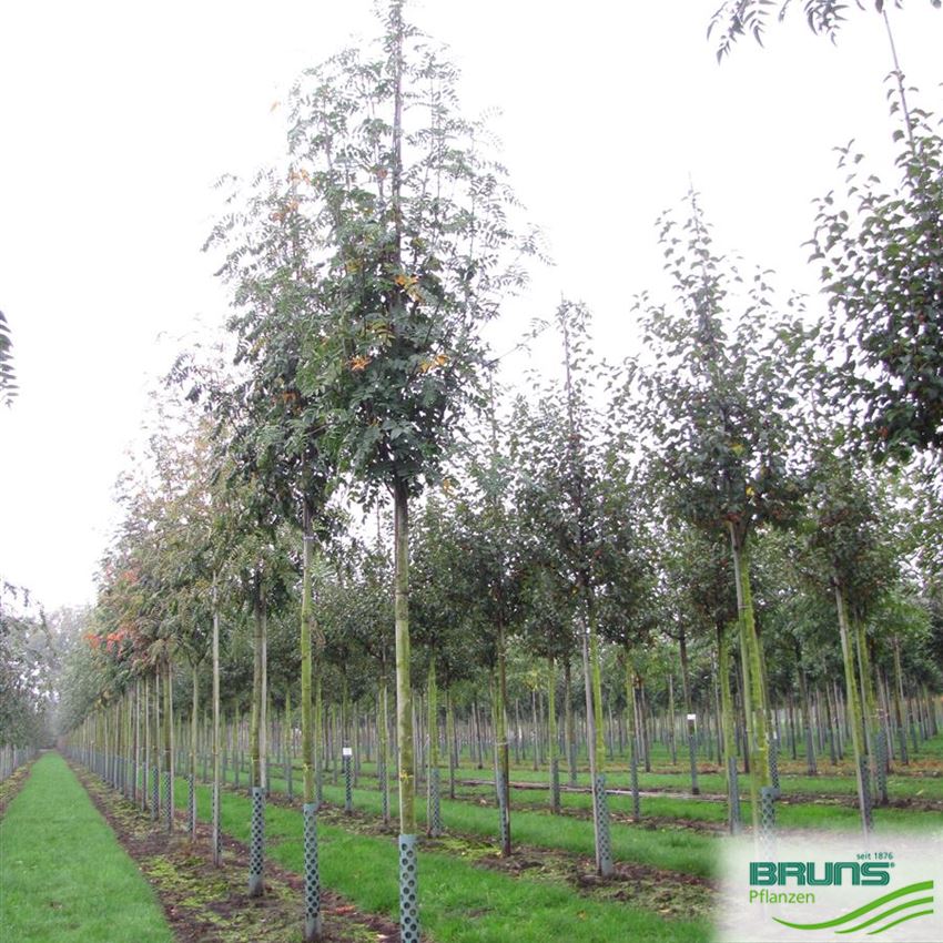 Sorbus aucuparia, Mountain ash, rowan von Bruns Pflanzen