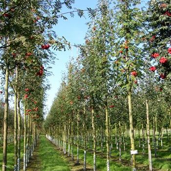 Sorbus aucuparia, Mountain ash, rowan von Bruns Pflanzen