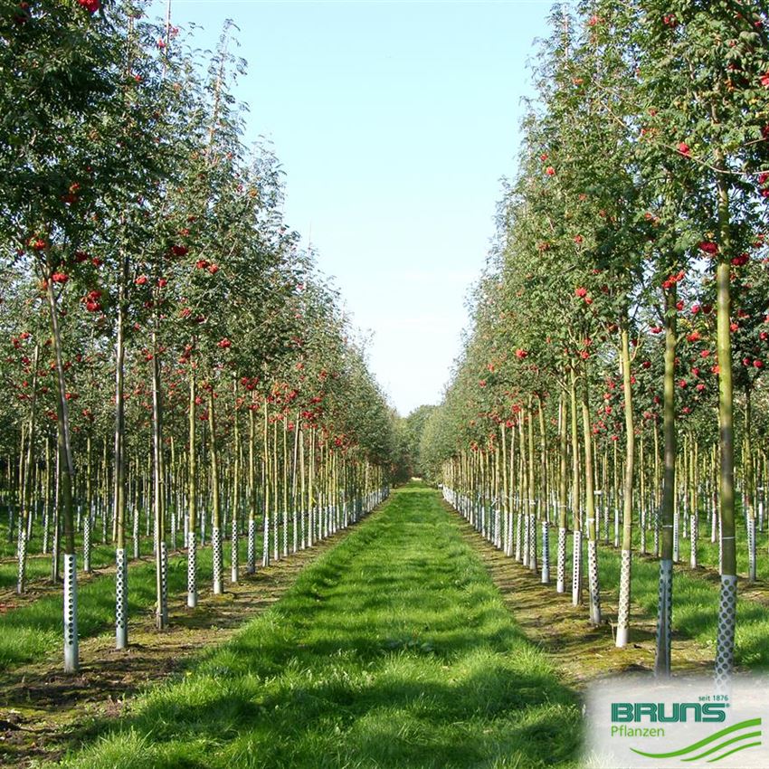 Sorbus aucuparia, Mountain ash, rowan von Bruns Pflanzen
