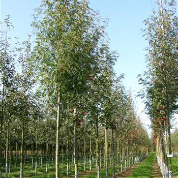 Sorbus aucuparia, Mountain ash, rowan von Bruns Pflanzen