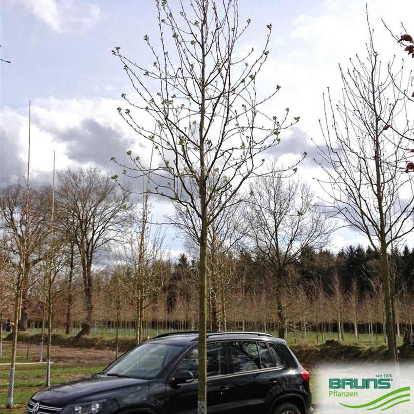 Sorbus aucuparia, Mountain ash, rowan von Bruns Pflanzen