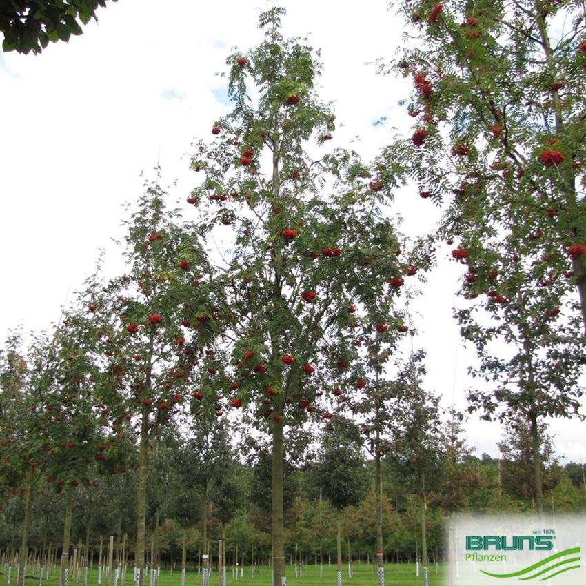 Sorbus aucuparia, Mountain ash, rowan von Bruns Pflanzen