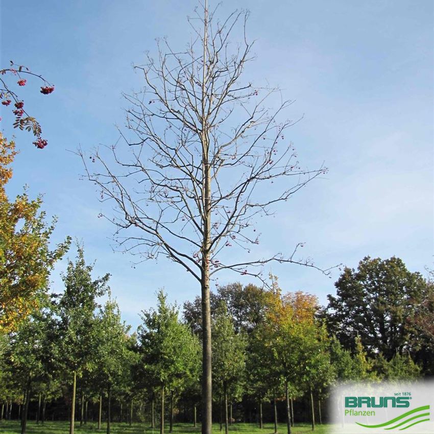 Sorbus aucuparia, Mountain ash, rowan von Bruns Pflanzen