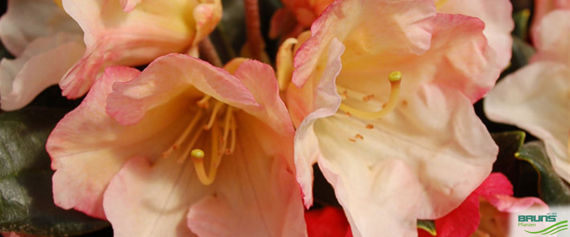 Rhododendron 'Aureolin' von Bruns Pflanzen